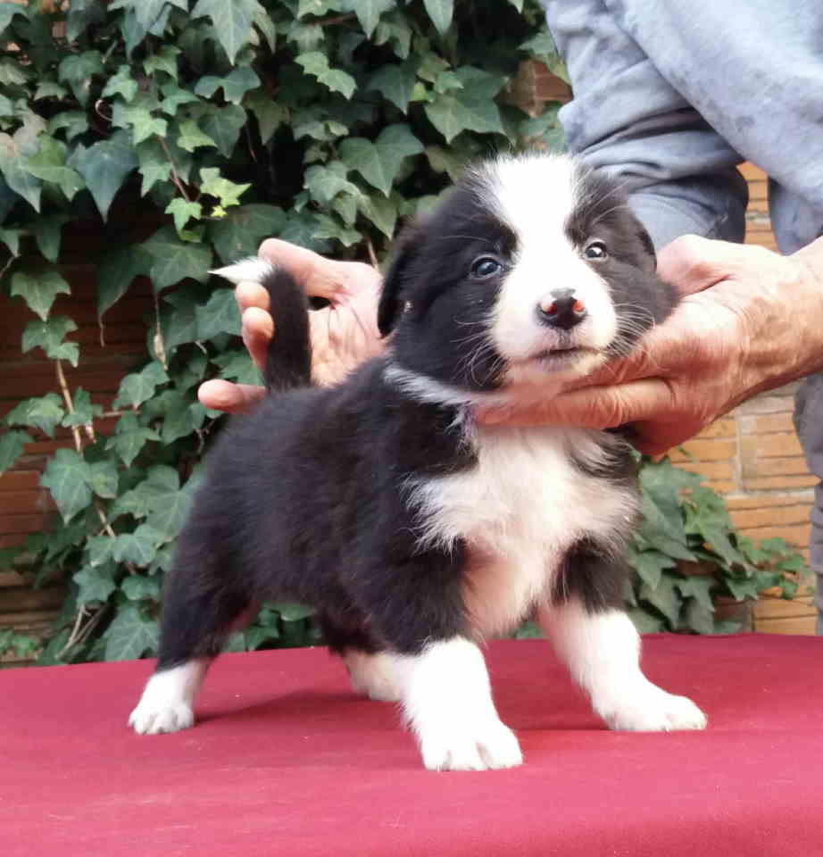 BORDER COLLI, top stenad crno bela, tricolor - BDBOX