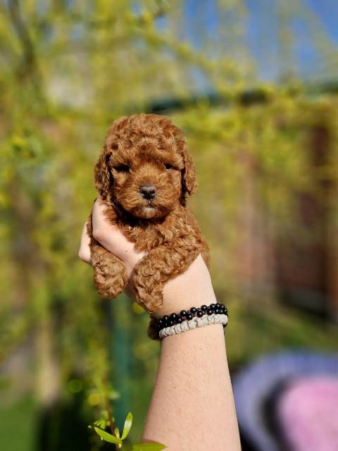 Crveni decaci Toy pudle - BDBOX