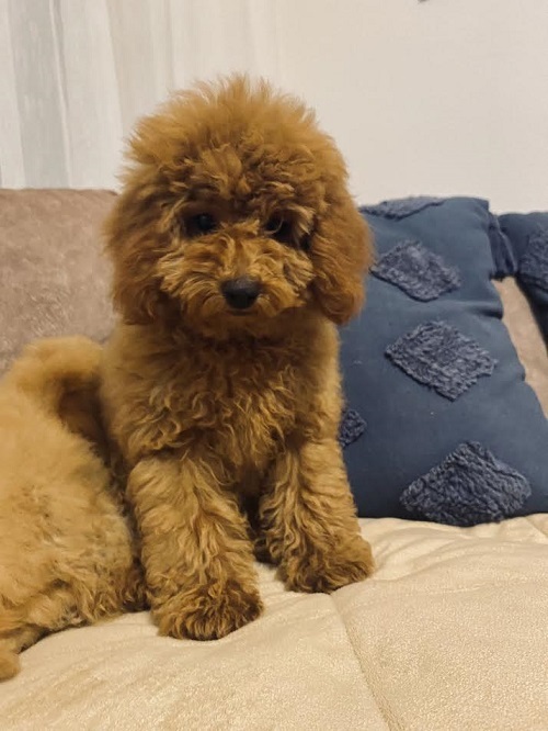 Toj pudla (Toy Poodle) - BDBOX