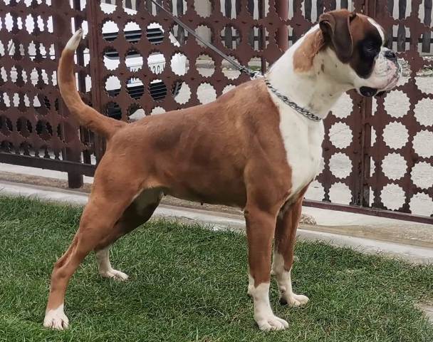 Nemački bokser ženka - BDBOX