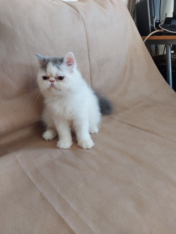 Preslatke persijske male mace - BDBOX