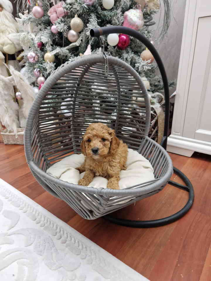 PUDLE preslatke, malene bebice - BDBOX