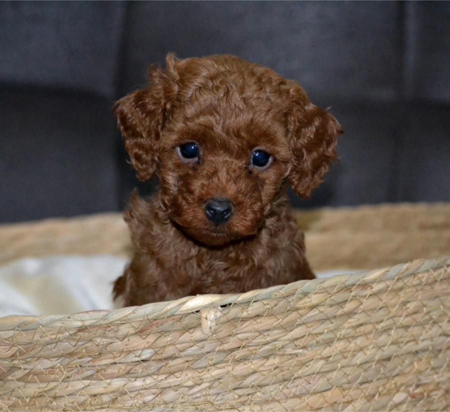 Patuljasta Pudla štenci - BDBOX