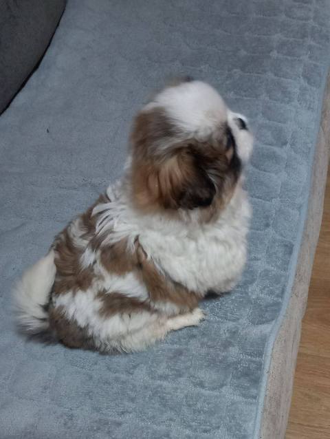 Pekinezer muško štene - BDBOX