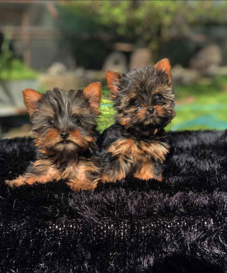 Jorkširski terijer (mini) U ponudi mini mini jorki terijeri od vrlo ...