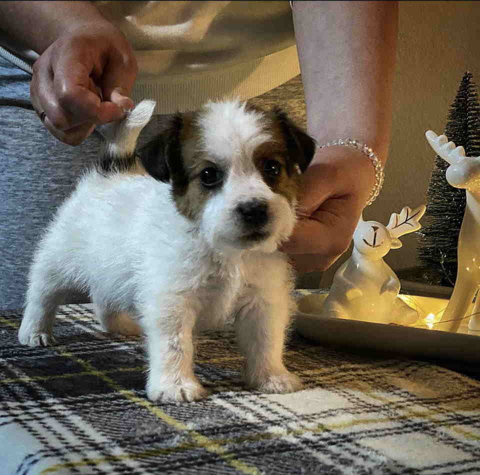 Dostupni oštrodlaki štenci dzek rasel terijera - BDBOX