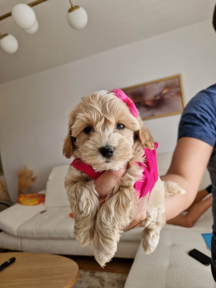 Preslatke bebice MALTIPOO - BDBOX