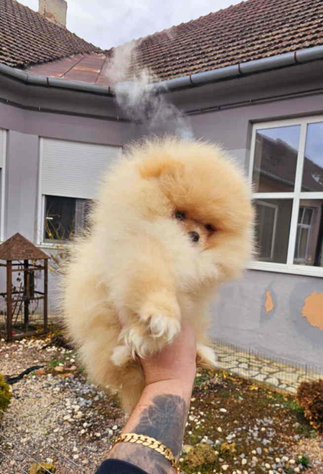 Prelepi POMERANCI vrhunske genetike, - BDBOX