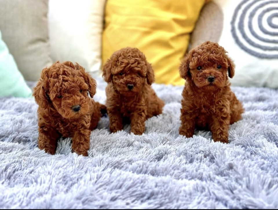 Teddy bear toy PUDLE – malene, prelepe - BDBOX