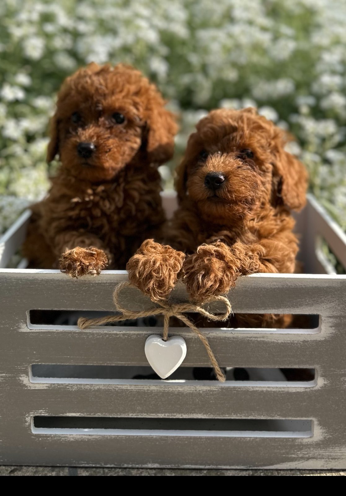 Toy i Mini Pudla stenci - BDBOX