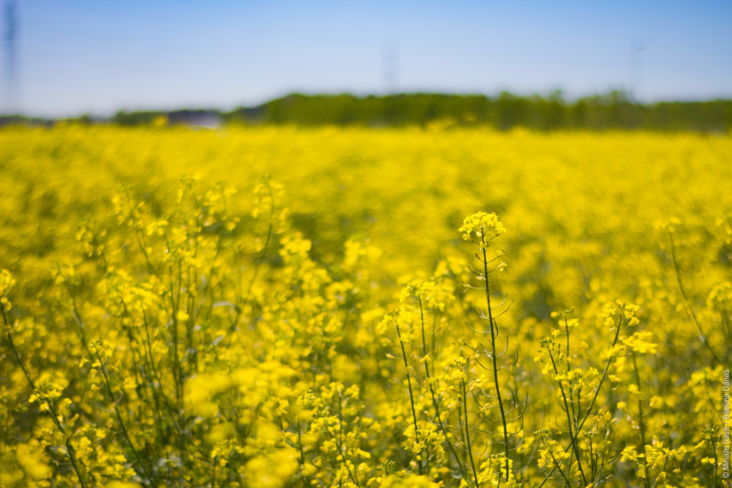 Semberija: Sve veće interesovanje ratara za proizvodnju uljane repice