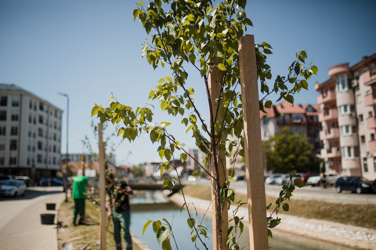 Omladinci RSS posadili breze u okviru akcije „April – mjesec čistoće“